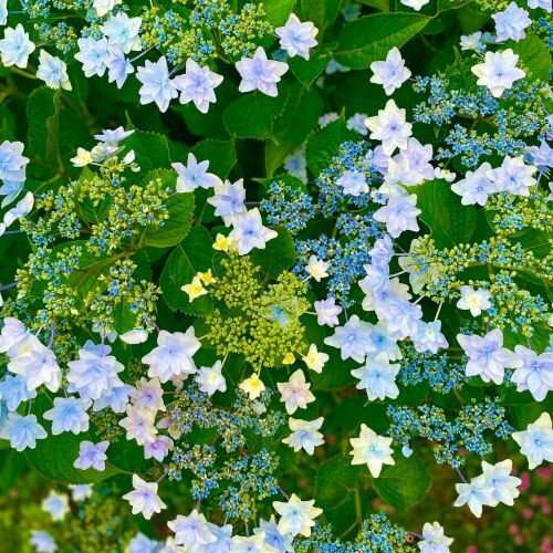 UMI紫陽花祭り - SELECT EYE COMPANY：セレクトアイ カンパニー／UMI calf／気持ちの上がる、快適な日常着